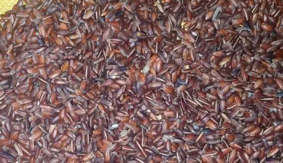 Aruvatham Kuruvai Rice: The Pride of Tamil Nadu | Aram Iyarkai Best ...